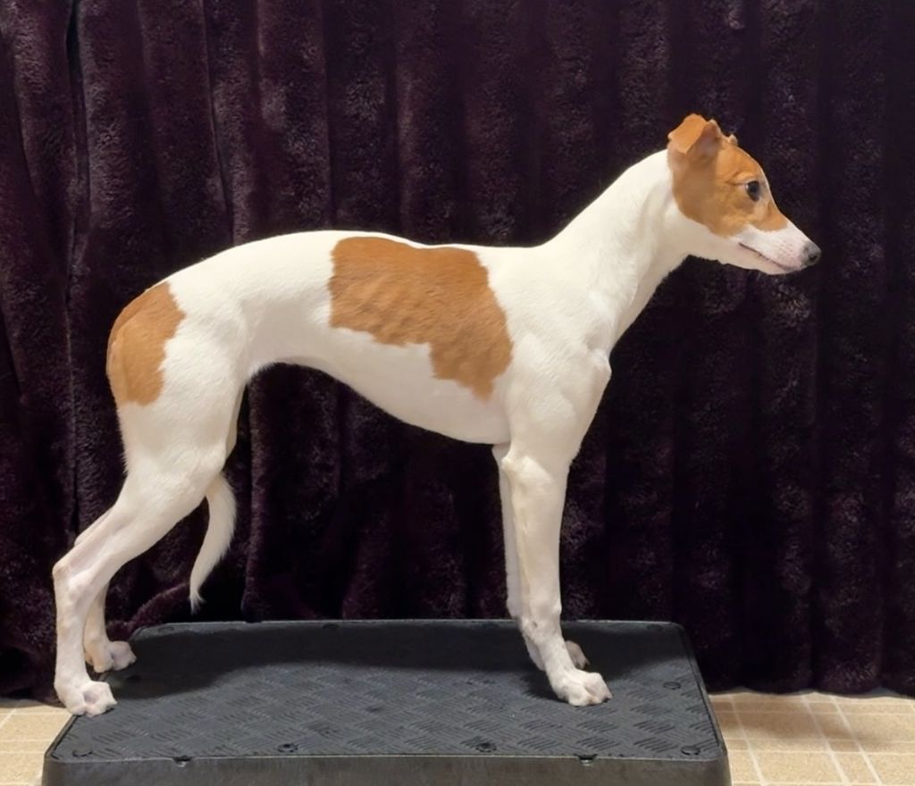 Whippet - The Breed Archive