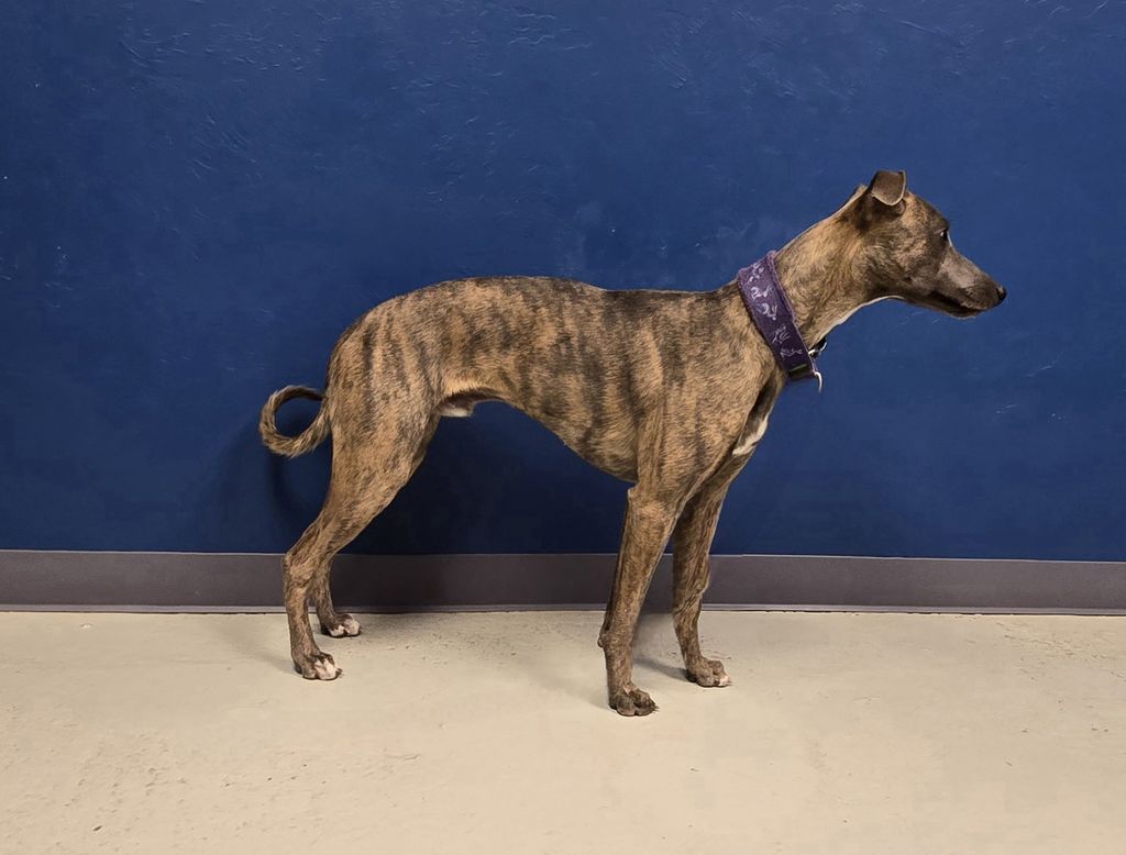 Whippet - The Breed Archive