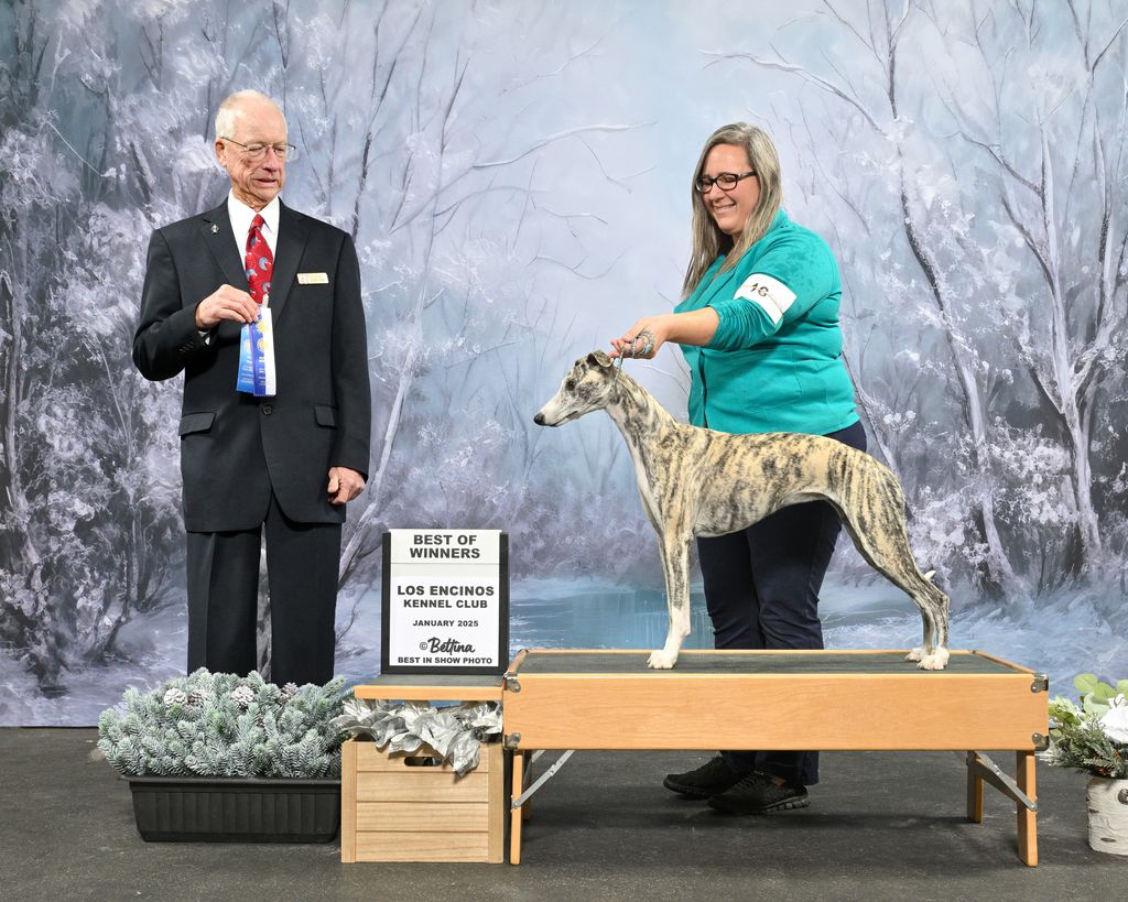 Whippet - The Breed Archive