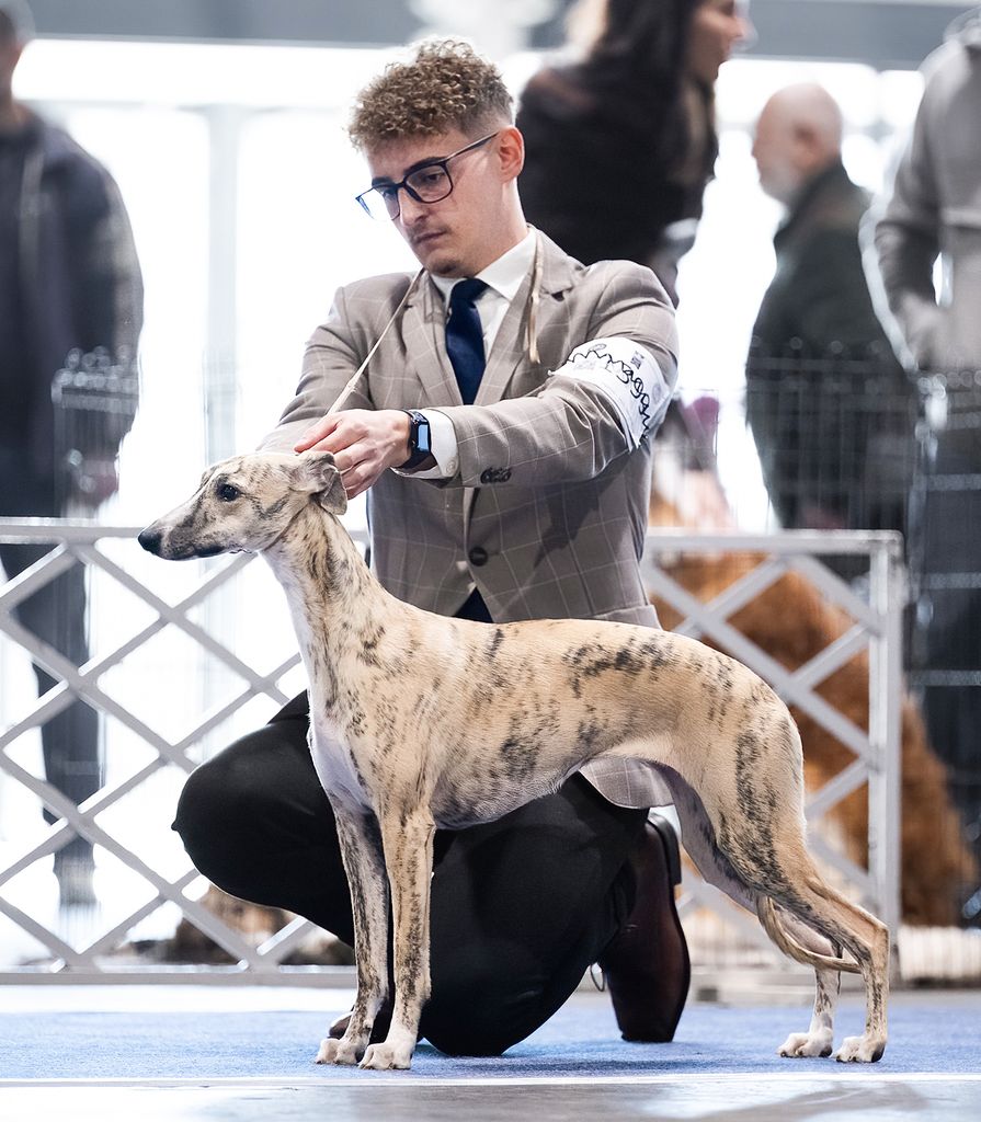 Whippet - The Breed Archive