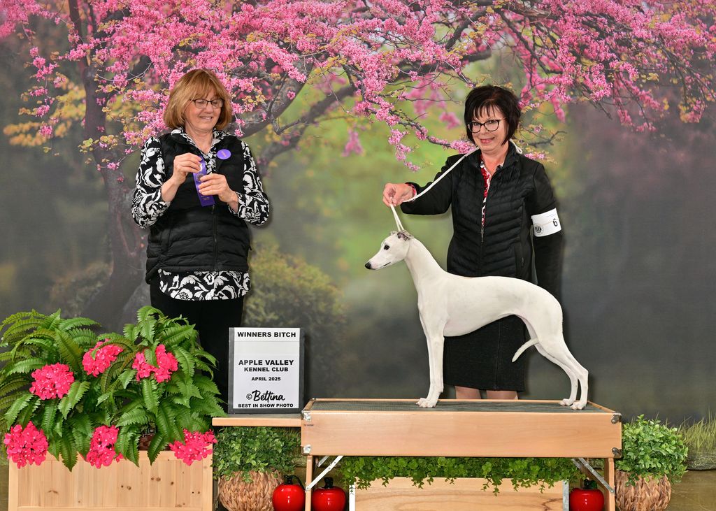 Whippet - The Breed Archive