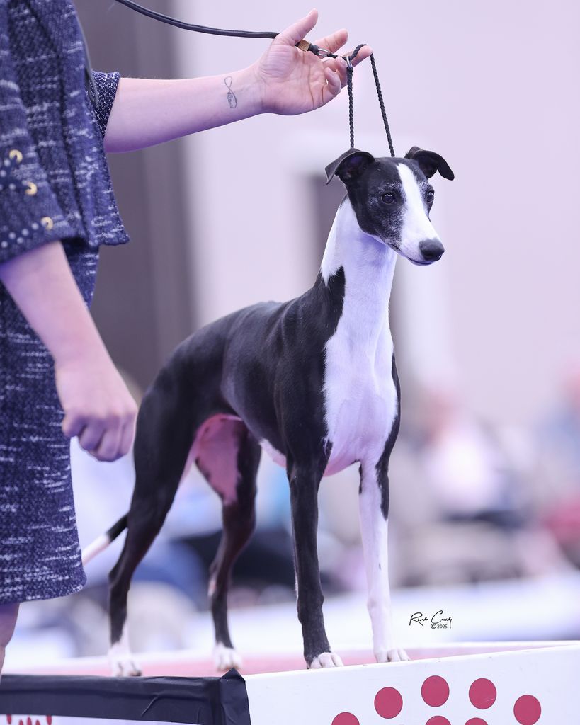 Whippet - The Breed Archive