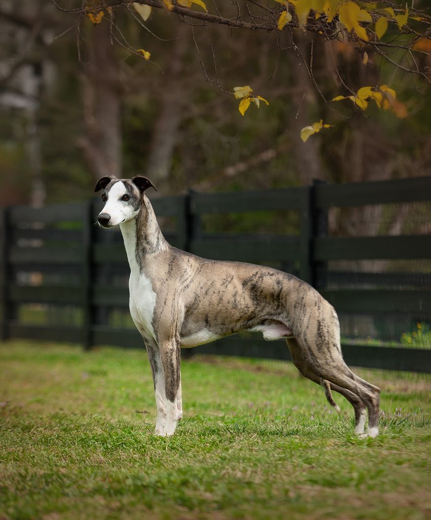 Whippet - The Breed Archive