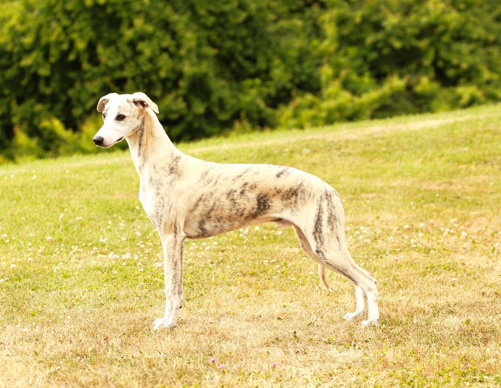 Whippet - The Breed Archive