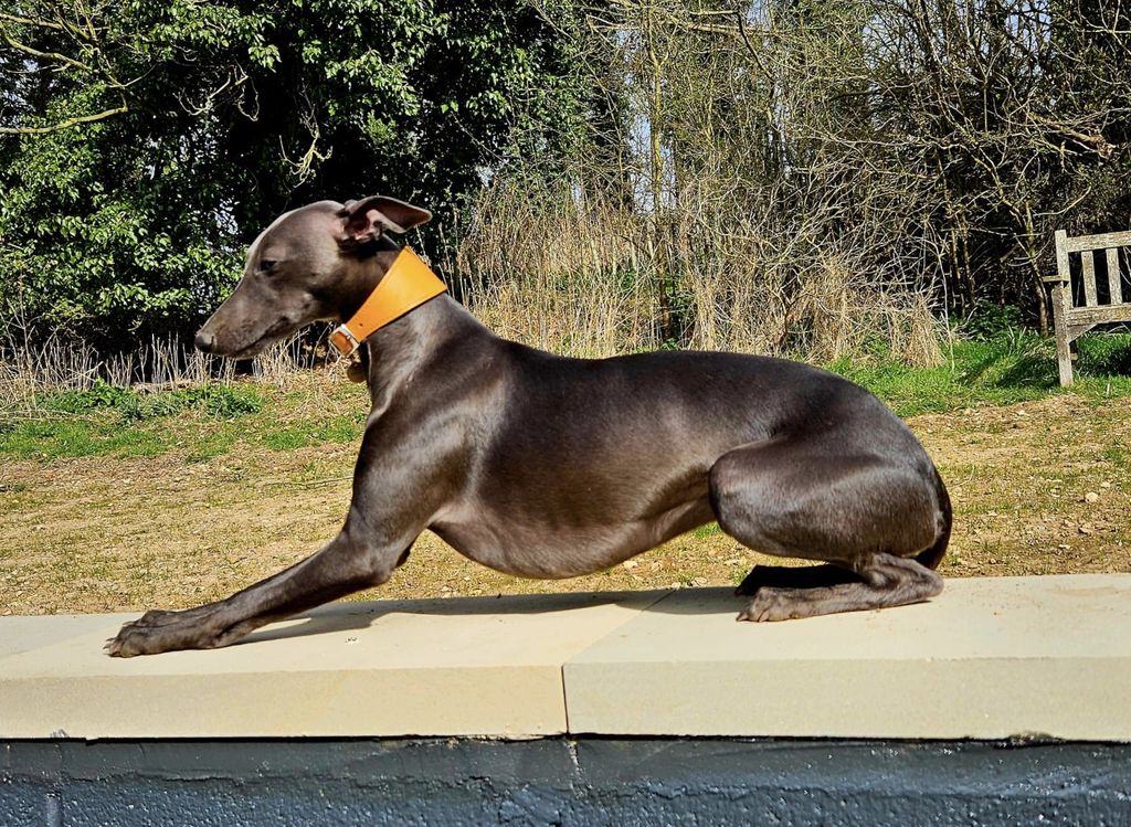 Whippet - The Breed Archive