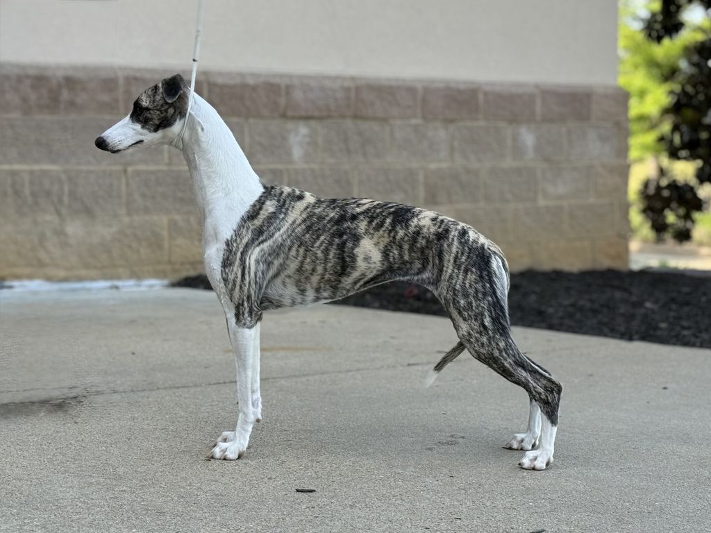 Whippet - The Breed Archive