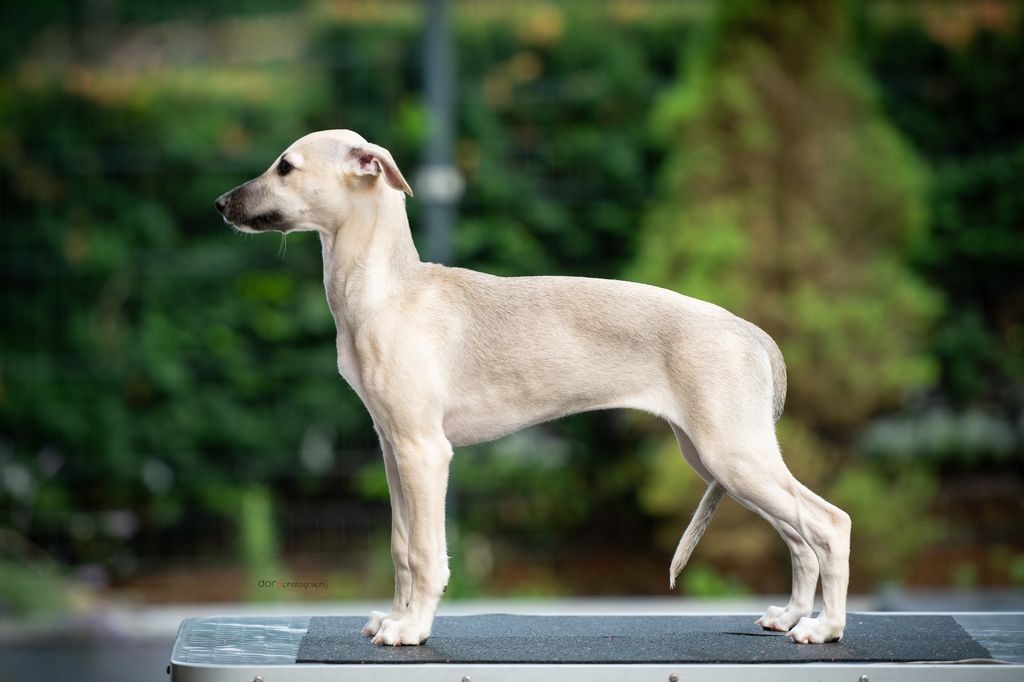 Whippet - The Breed Archive