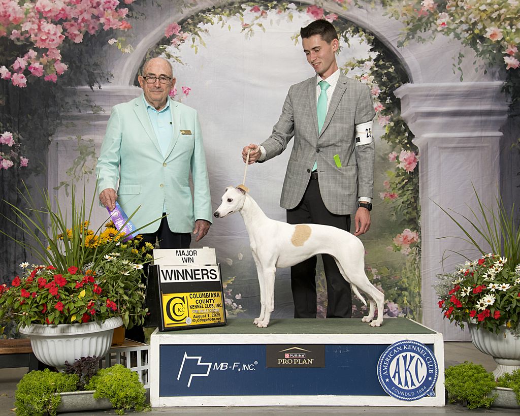 Whippet - The Breed Archive