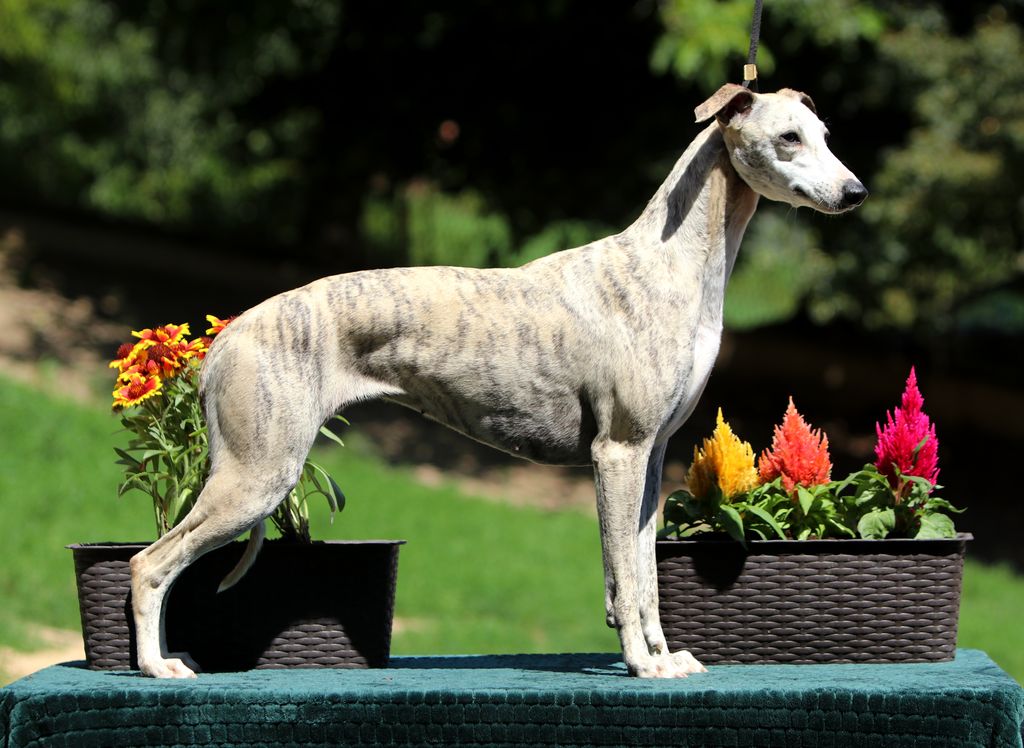 Whippet - The Breed Archive