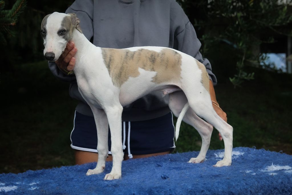 Whippet - The Breed Archive