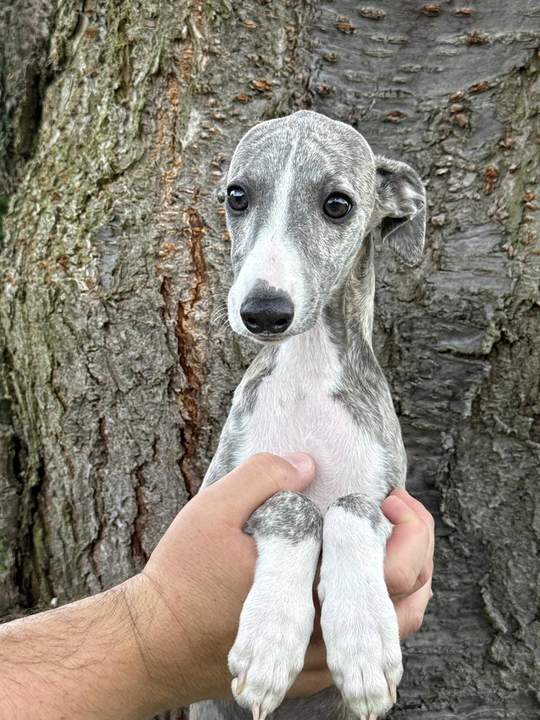 Whippet - The Breed Archive
