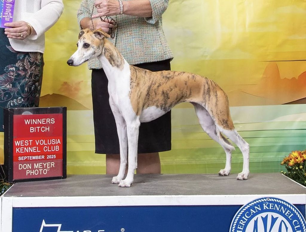 Whippet - The Breed Archive