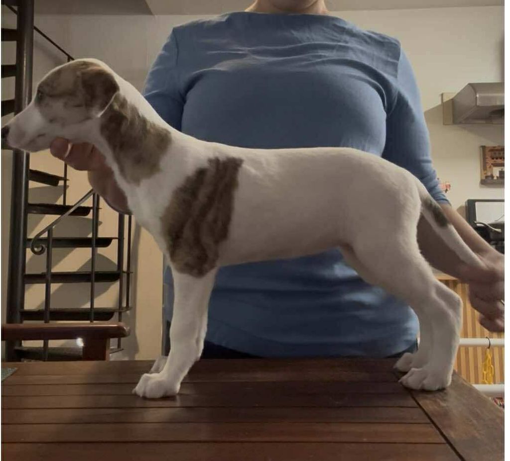 Whippet - The Breed Archive