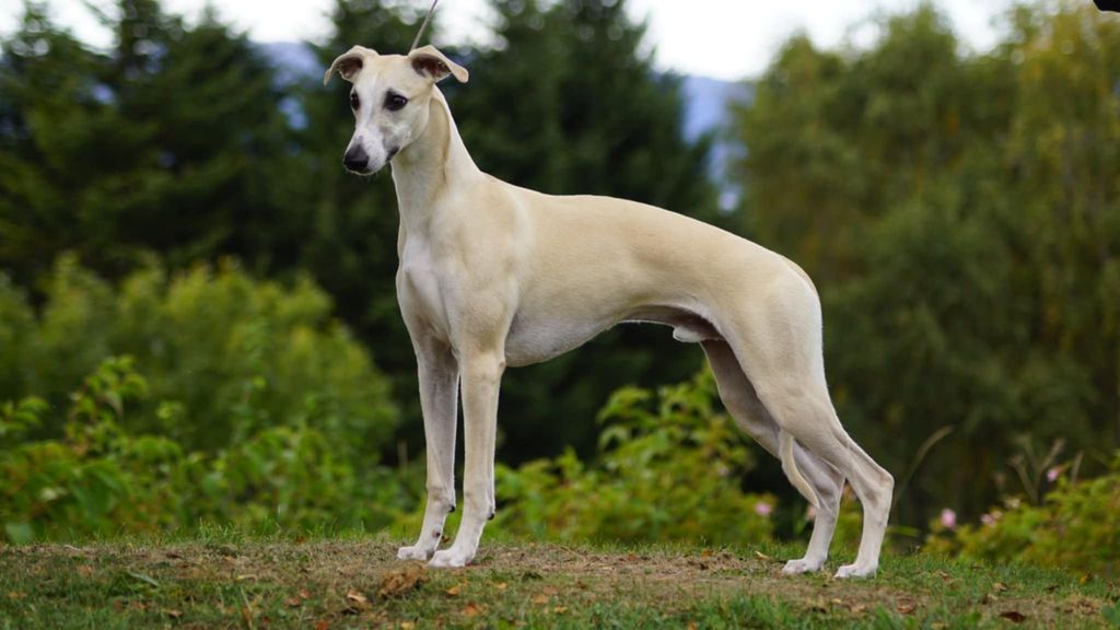 Whippet - The Breed Archive