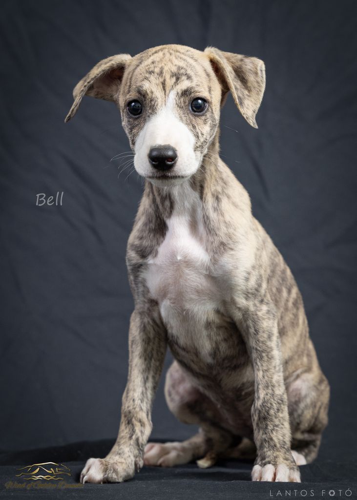Whippet - The Breed Archive