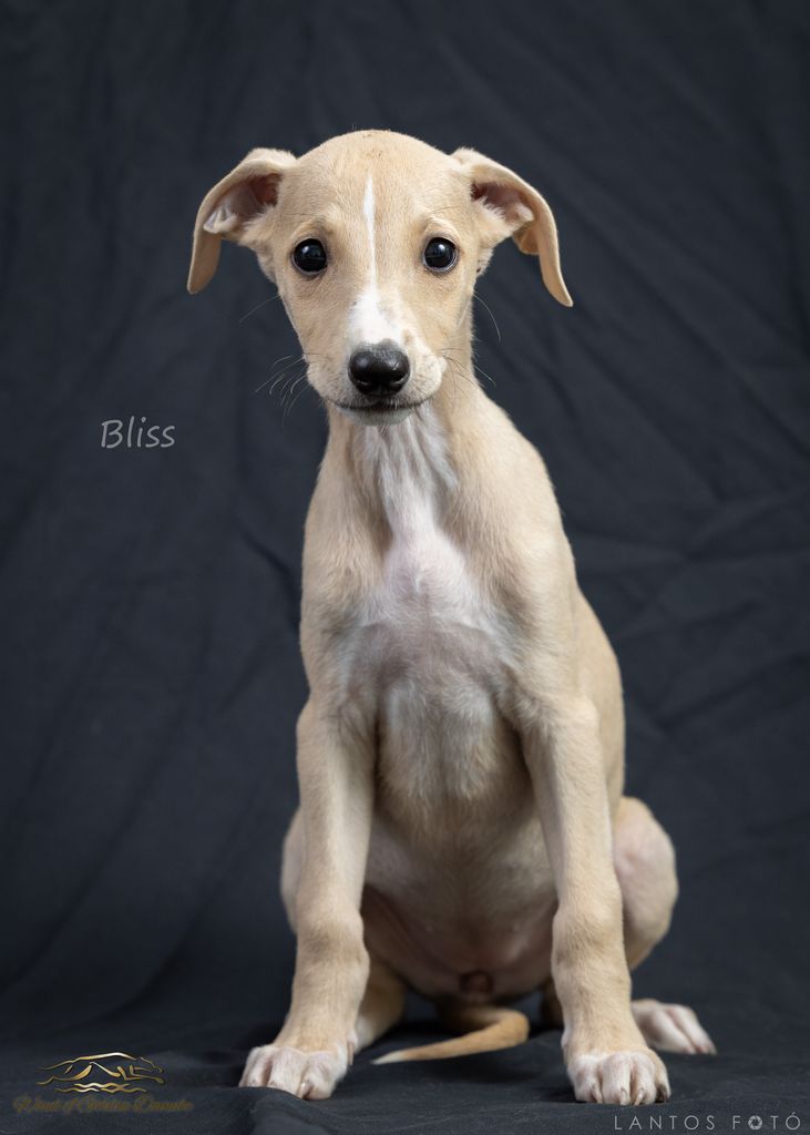 Whippet - The Breed Archive