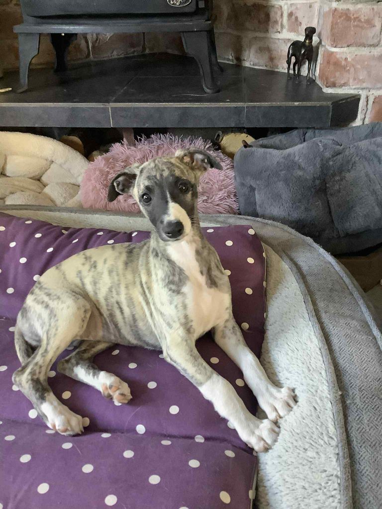 Whippet - The Breed Archive