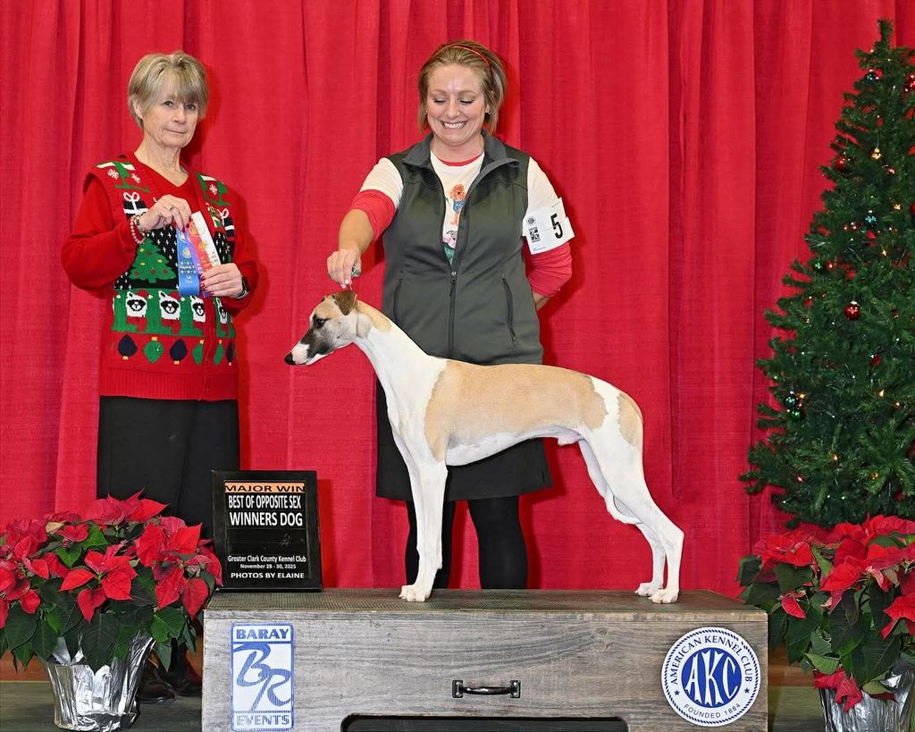 Whippet - The Breed Archive