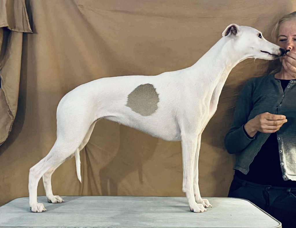 Whippet - The Breed Archive