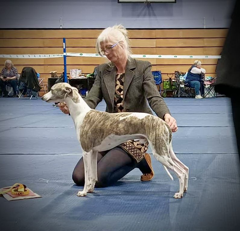 Whippet - The Breed Archive