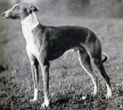 Whippet - The Breed Archive