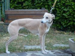 Whippet - The Breed Archive