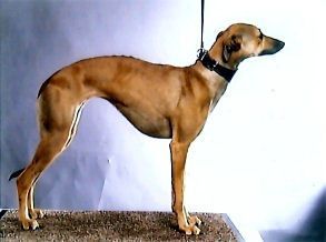 Whippet - The Breed Archive