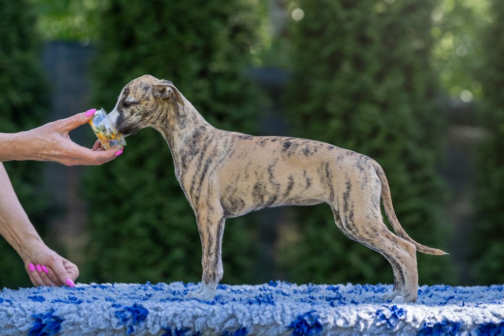 Whippet - The Breed Archive