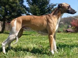 Whippet - The Breed Archive