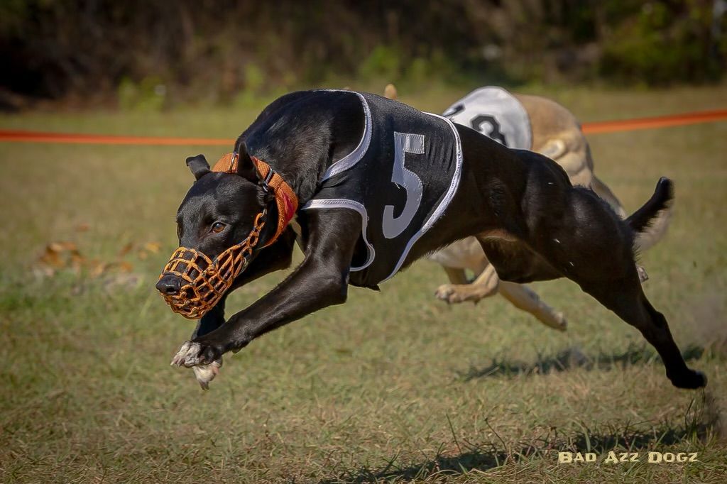 Whippet - The Breed Archive