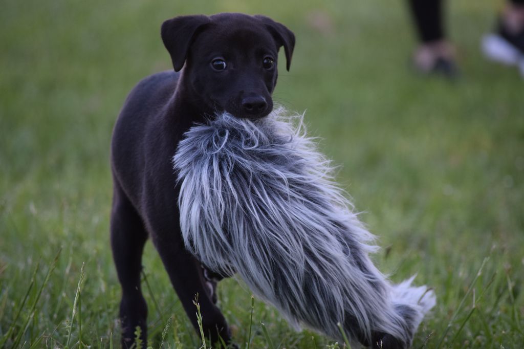 Whippet - The Breed Archive