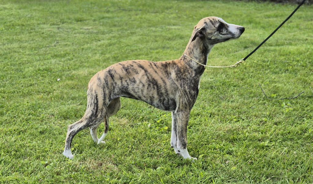 Whippet - The Breed Archive